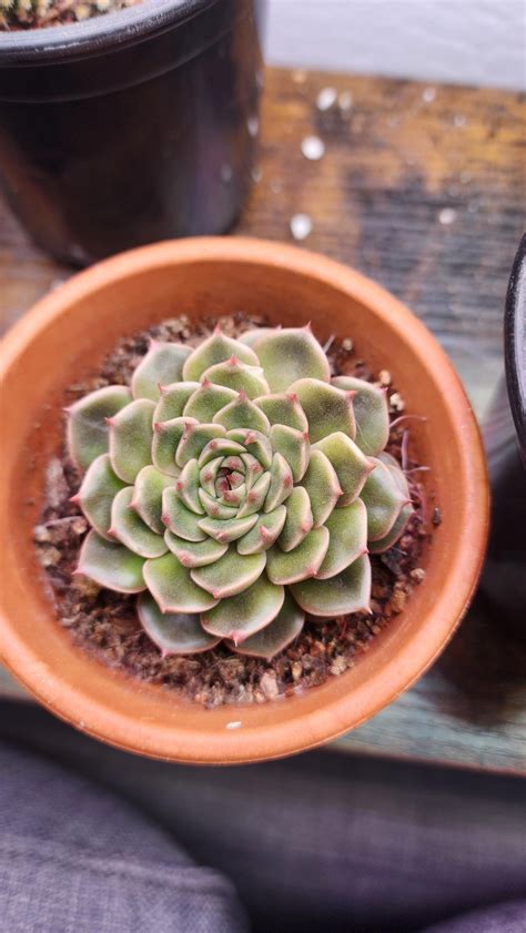 idk what i m doing but it s working r succulents