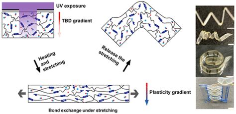 Thermadapt Shape Memory Polymers Enabling Spatially Regulated Plasticity Acs Macro Letters