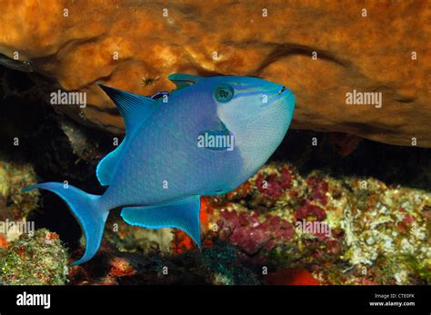 Redtooth Triggerfish Odonus Niger Lembeh Strait North Sulawesi