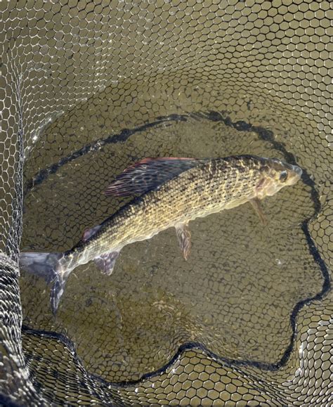 Diptera The Essential Guide To True Flies And Their Role In Fly