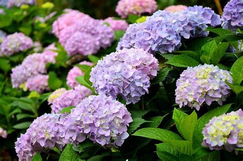 Hydrangea Macrophylla Forever Summer大花绣球