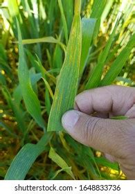 Wheat Yellow Rust Images Stock Photos Vectors Shutterstock