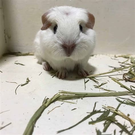 White White Crested Guinea Pig