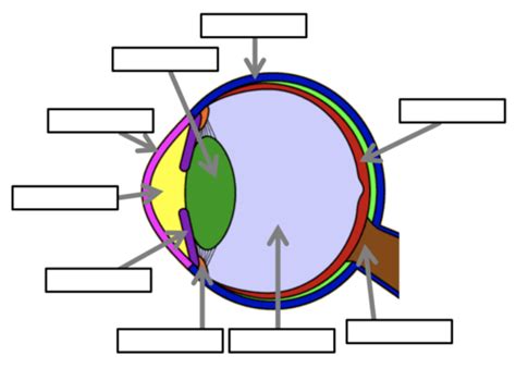 visual perception flashcards quizlet