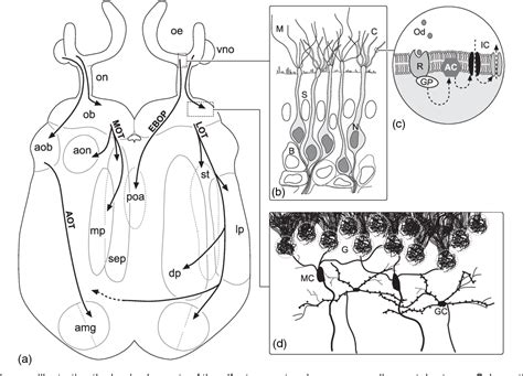 Figure 3 From 2 17 Evolution Of Vertebrate Olfactory Subsystems