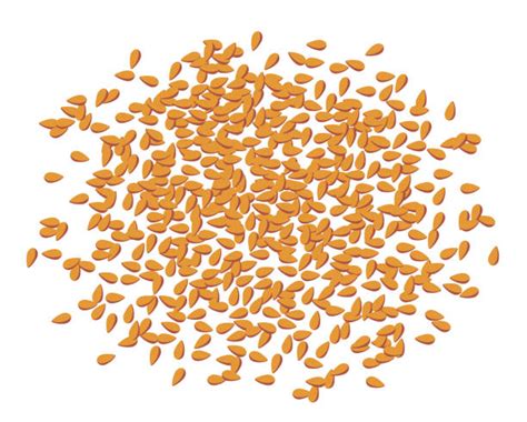 210 Sesame Seed White Background Stock Illustrations Royalty Free