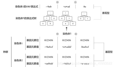 零基础入门进化算法（基因表达式编程）gep的基因有基因型和表现型两种表现形式 基因表达式编程 Csdn博客