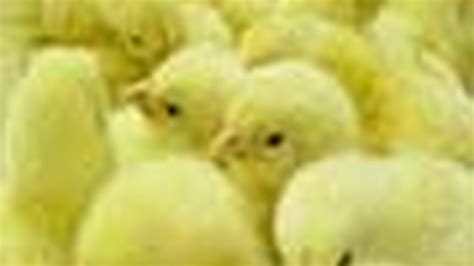 Produção De Pintos Cresce Agrimídia