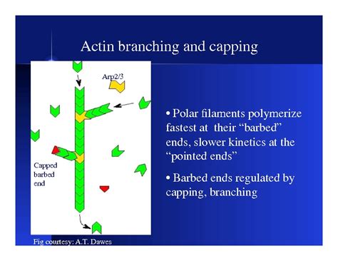 Introduction To Polymerization Kinetics