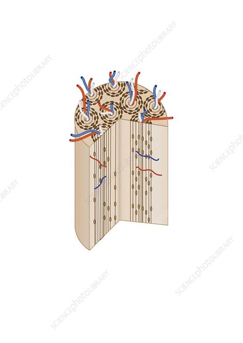 Compact Bone Unlabeled Print Out Femur Bone Anatomy Labeled Diagram