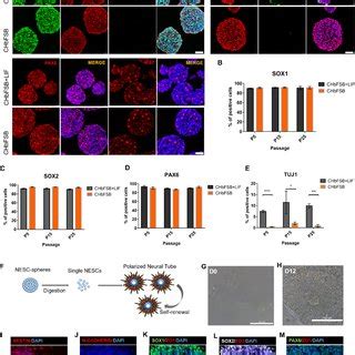 Long Term Expanded NESC Spheres Maintained NESC Characteristics A Download Scientific Diagram