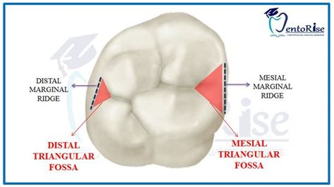 Landmarks On Tooth Surfaces Part3 Fossa Dental Terminology Tooth