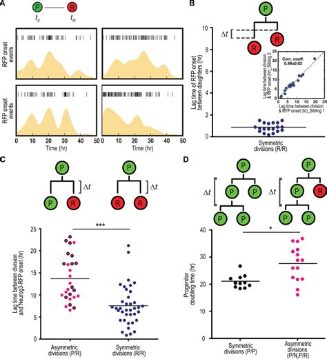 Analysis Of Differentiation And Cell Cycle Dynamics From Live Download Scientific Diagram