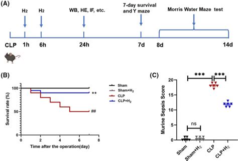 67 H2 Inhalation Improved The 7‐day Survival Rate And Mss Score Of