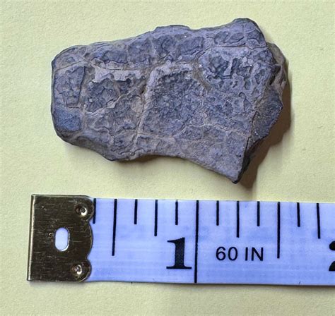 Is This Turtle Fossil From Ramanessin Fossil Id The Fossil Forum