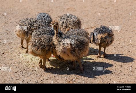 African Ostrich Chicks On An Ostrich Farm In The Semi Desert Landscape