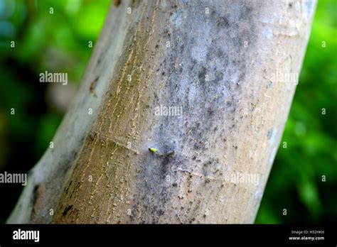 Fungus On Tree Bark Stock Photo Alamy