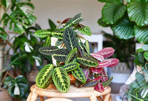 Stunning Maranta Varieties That Instantly Elevate Your Indoor Space