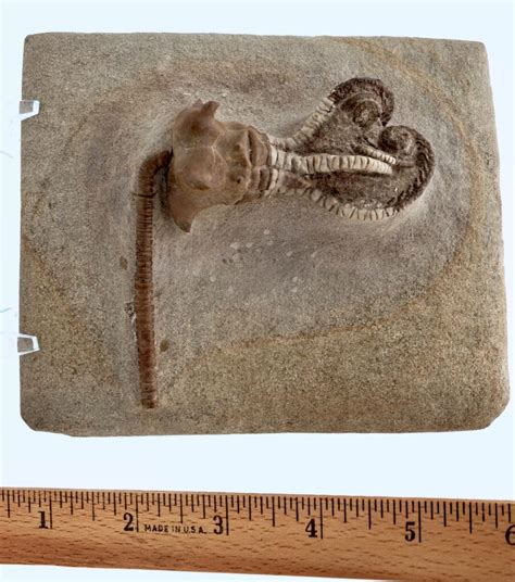 Geoclassics Fossil Crinoid Jimbacrinus Bostocki ~ Australia