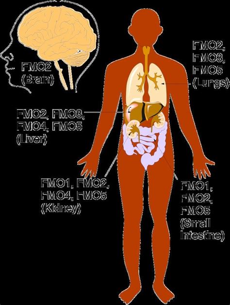 Flavin Containing Monooxygenase Alchetron The Free Social Encyclopedia