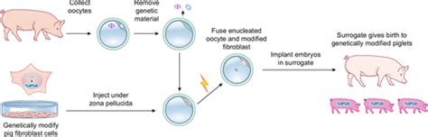 Physiological basis for xenotransplantation from genetically modified pigs to humans ...