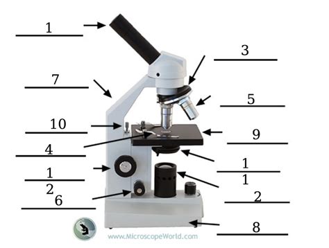 Microscope Labeling Diagram Quizlet