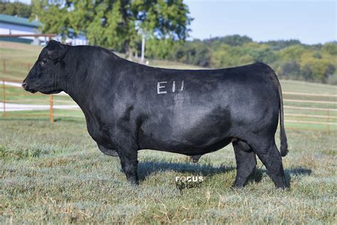 Square B Tried True E11 Premier Genetics