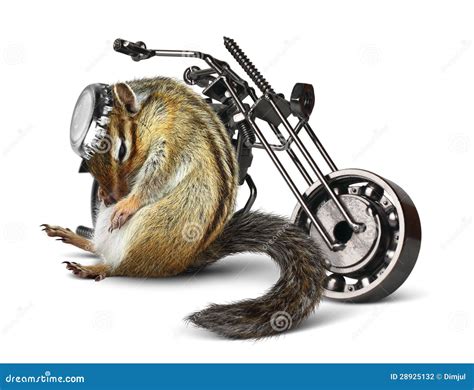 Funny Chipmunk Biker With Motorcycle Stock Photo - Image: 28925132