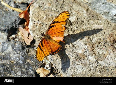 Juno Silverspot Juno Longwing Or Juno Heliconian Dione Juno Mexico North America Stock