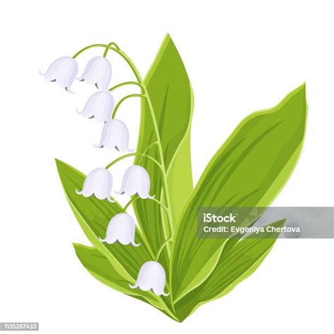 계곡의 백합 섬세 한 꽃의 봄 꽃다발 벡터 일러스트 레이 션 흰 싹 숲 꽃 블루 벨 녹색 줄기와 흰색 배경에 고립 된 나뭇잎 식물 현실적인 0명에 대한 스톡 벡터 아트 및