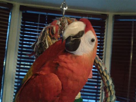 Ruby Scarlett Macaw Birdline Parrot Rescue