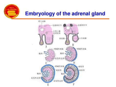 Ppt The Adrenal Glands Part Ⅰ The Adrenal Medulla Powerpoint