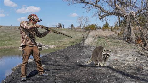 Insane Daytime Raccoon Calling Coon Hunting Youtube
