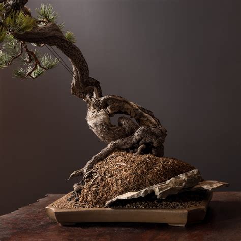 Limber Pine No 20 Bonsai Mirai