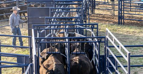 Cattle Handling Basics Part 1 The 5ps Of Effective Cattle Handling Mje Llc