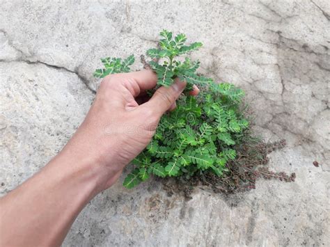 Closeup Of Hand Pulling Out Green Meniran Herbal Plant Or Phyllanthus