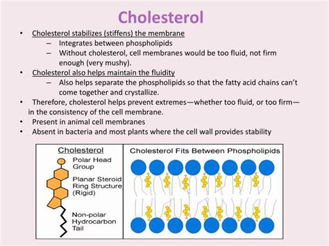 PPT Cell Membrane Structure Function And Cell Transport Ms Kim