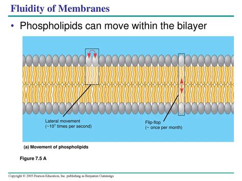 Chapter 7 Membranes Ppt Download