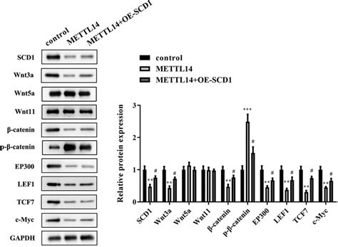 Mettl14 Scd1 Affects The Wnt β Catenin Pathway Wnt β Catenin Pathway Download Scientific