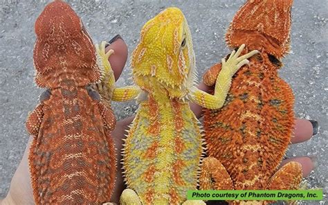 A Beginners Guide To Bearded Dragon Colors And Morphs Dragons Diet