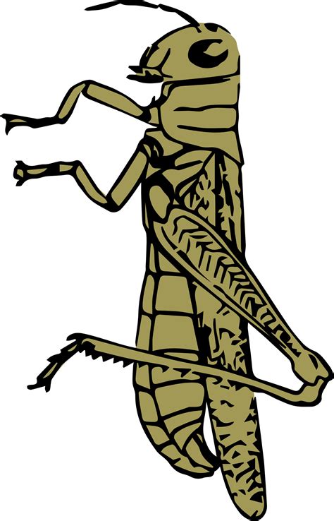 Clipart Grasshopper Color