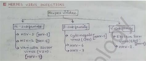 Herpes Flashcards Quizlet