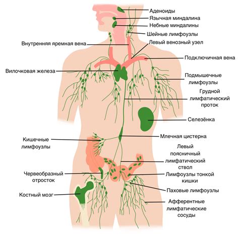 Как помочь лимфатической системе 15 05 23 16 42 Пикабу