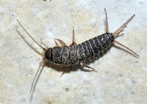 11 Different Types Of Silverfish W Pictures