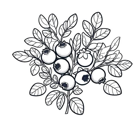 블루베리 색칠 공부 Kr에서 무료 색칠 공부