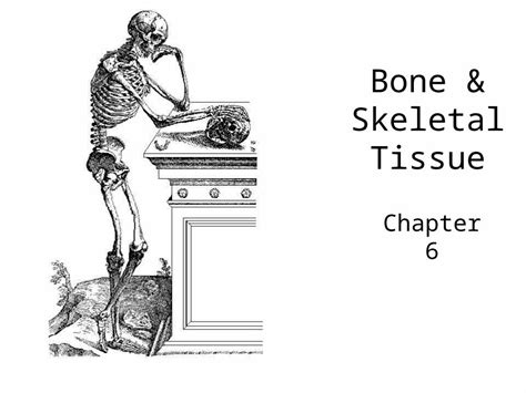 PPT Bone Skeletal Tissue Chapter Functions Of The Skeletal System Support Protection
