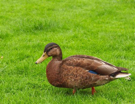 Wild Duck On The Grass Premium Photo
