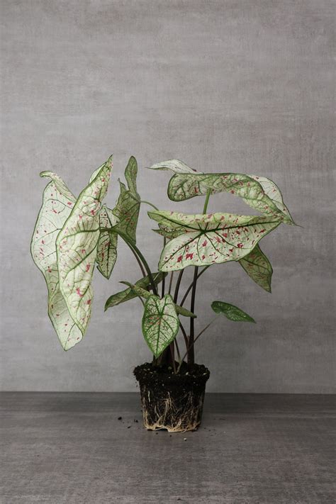 Plant Profile Caladium — The Grow