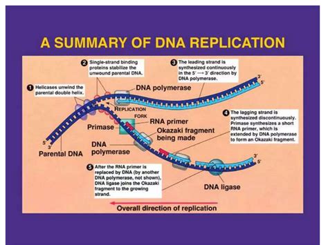 Dna Replication Pptx