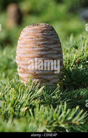 Cedar Of Lebanon Cedrus Libani Cone On Twig Cedrus Libani Blue Angel Stock Photo Alamy